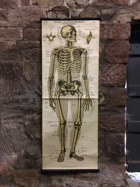 ANATOMICAL WALL CHART, Antique, Skeleton, Rare Early Example, German ...