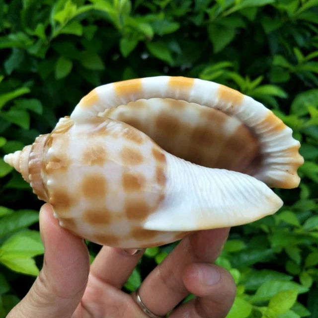 7-8CM LARGE NATURAL Conch Sea Shells Rare Clam Fish Tank Aquarium DIY ...