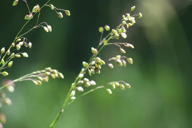1 ZITTERGRAS STAUDE, winterhart, mehrjährig, Schmetterlings ...