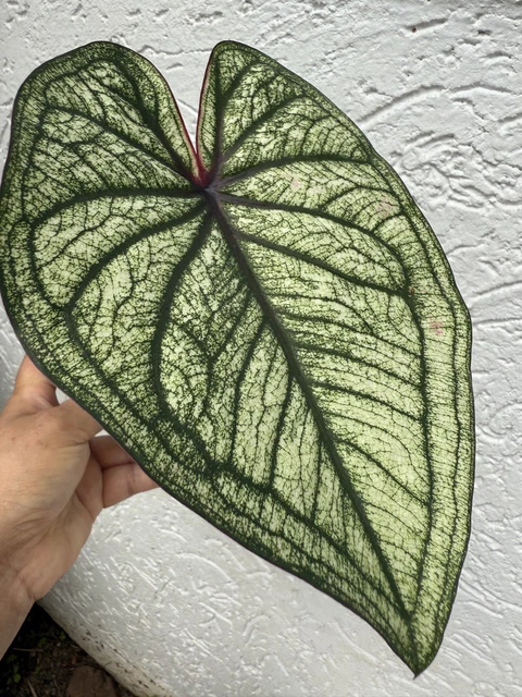 CALADIUM 🌻 😍 🍃 $15.00 - PicClick AU