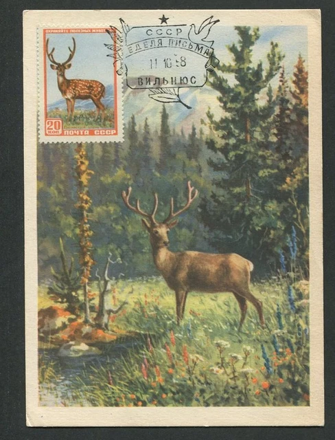 RUSSIA MK 1957 FAUNA CERVO WILD CERVO MASSIMA CARTA MAXIMUM CARD MC ...