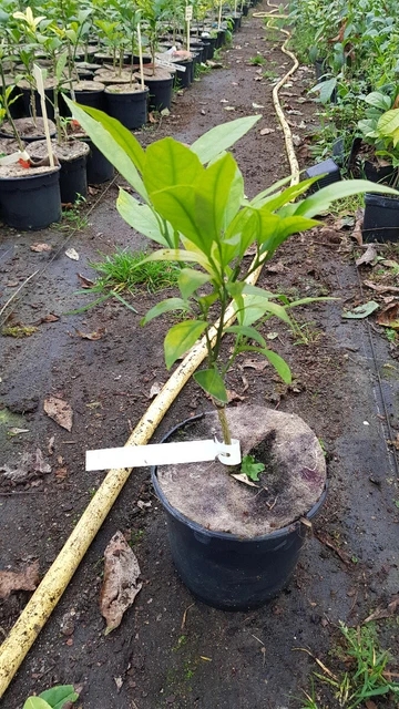 CITRUS UNSHUI 'MIYAGAWA' greffé sur Poncirus trifoliata / Mandarinier ...