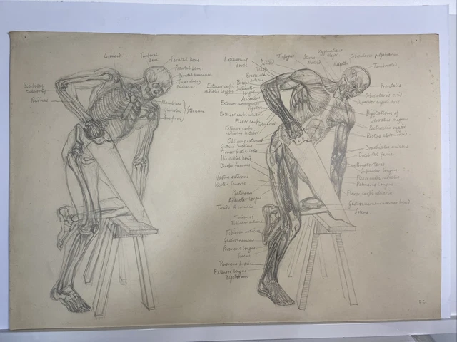 ANTIQUE VINTAGE ORIGINAL Signed Male Anatomy Chart pencil drawing By D ...