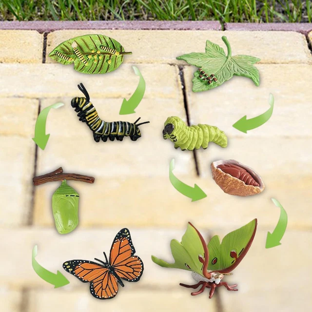 BUTTERFLY MOTH LIFE Cycle Model Science Lifelike Model for Development ...