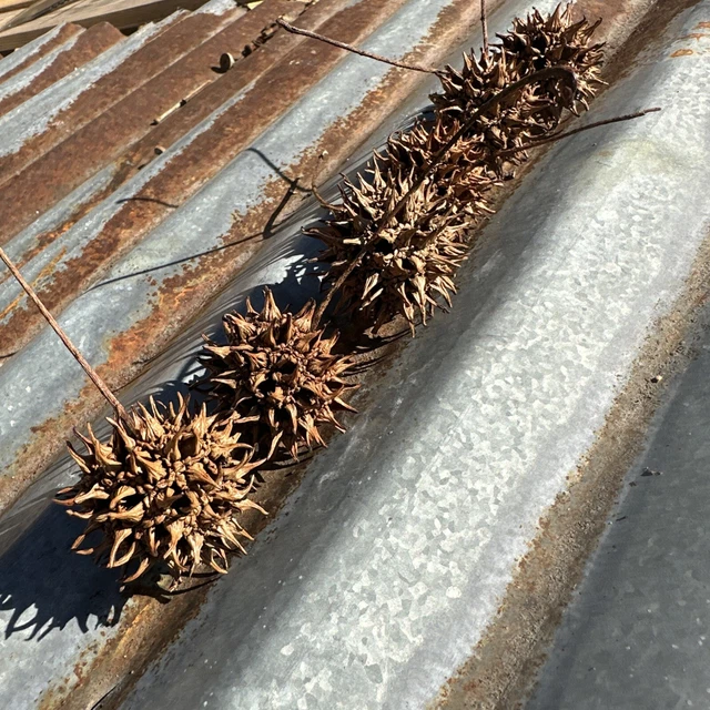 100 SWEET GUM Tree (Liquidambar) Spiked Ball Pods, Dried Crafts & Oak ...