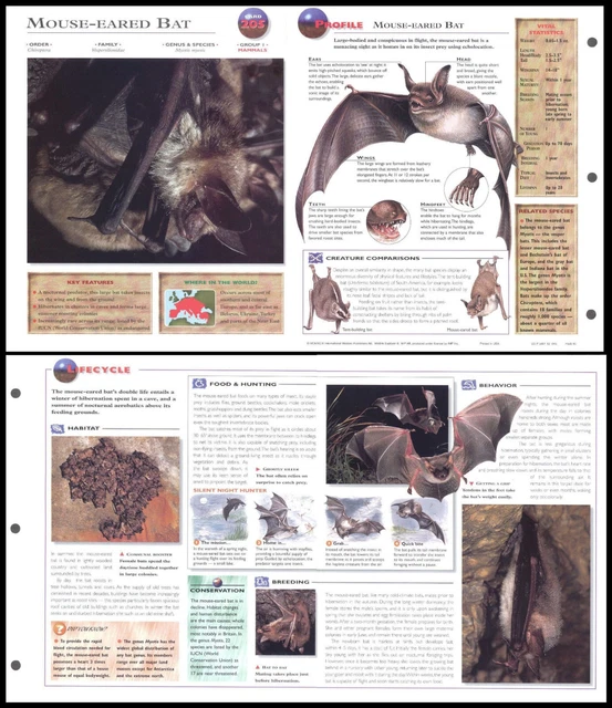 FOLD-OUT SHEET - Mouse-Eared Bat - 205 £9.87 - PicClick UK