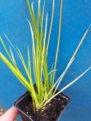 1 X CLUMP golden dwarf rush Acorus gramineus Ogon Marginal Plant Pond ...
