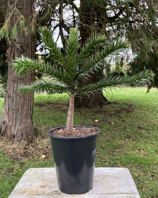 HARDY MONKEY PUZZLE Tree Plant (Araucaria Araucana) 60cm £37.00 ...