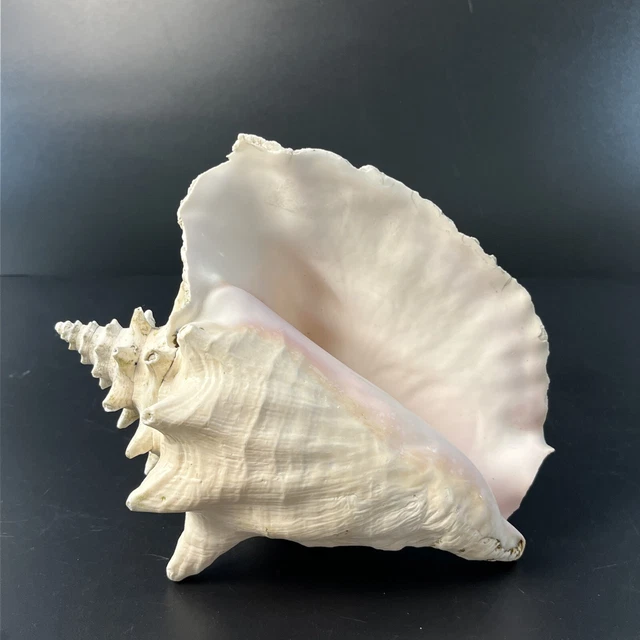 LARGE QUEEN CONCH Shell 9" Natural Beach Seashell Nautical Ocean Decor ...