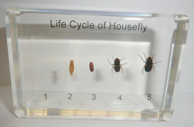 HOUSE FLY MUSCA domestica Specimen Life Cycle Set Clear Lucite ...