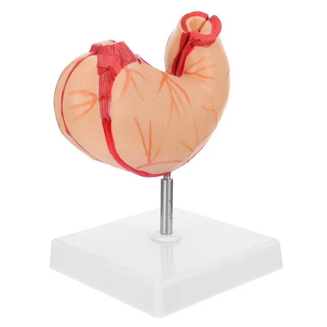 GASTRIC ANATOMY MODEL Lifelike Stomach Anatomical Human Torso Student £ ...