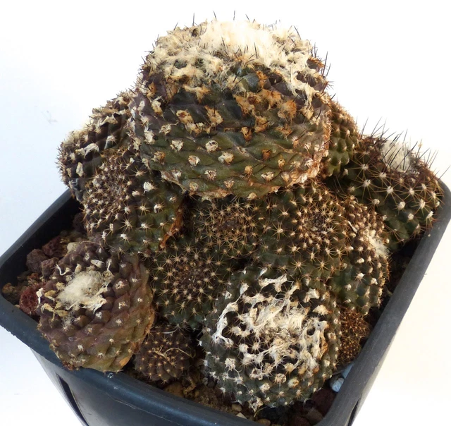 10 SEMI SEEDS KORN SEED SEEDS Rare Species Rare Seeds Copiapoa £5.78 ...