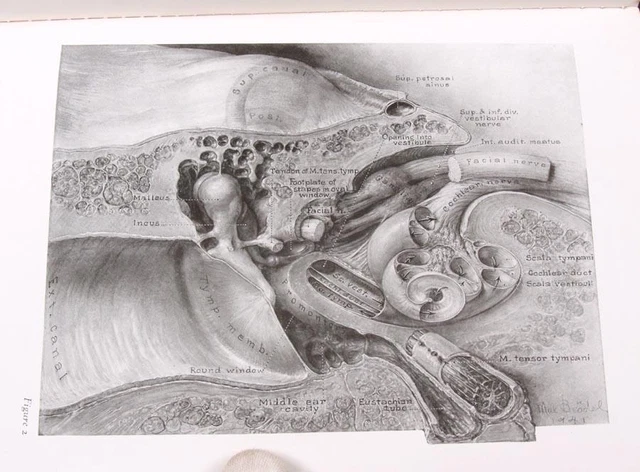 THREE UNPUBLISHED DRAWINGS of THE ANATOMY OF THE HUMAN EAR by Max Brode ...
