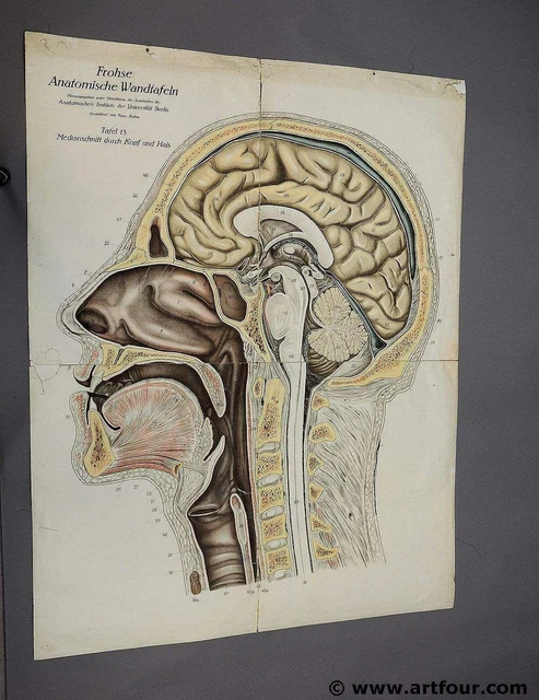 OLD ANTIQUE WALL map anatomy cheerful median cut head neck retro poster ...