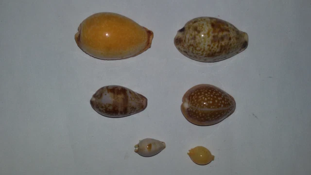 CONCHIGLIA CYPRAEA LENTIGINOSA SPURCA ENGLERTI PICTA CONTAMINATA ...