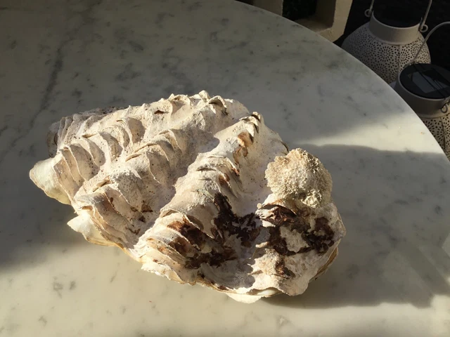 GROS COQUILLAGE BENITIER BIVALVE 1 kg 300 avec son corail parasite EUR ...