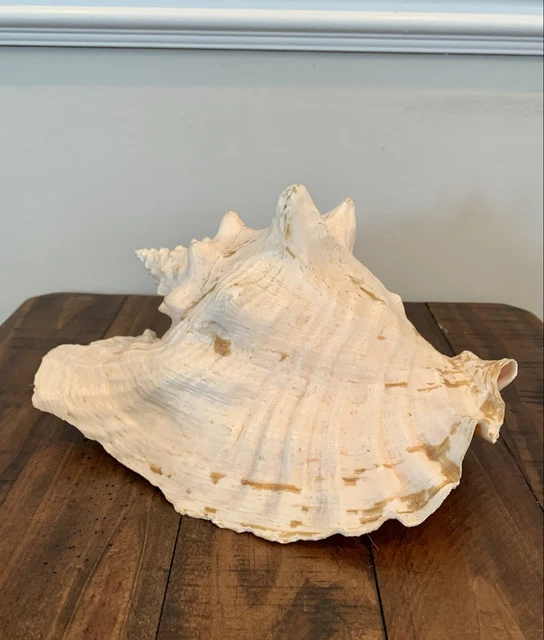 VINTAGE KING QUEEN Horned Conch Sea Shell 10” x 9” Large 46oz. Beach ...