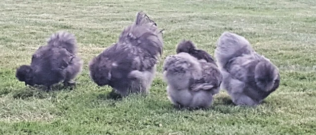 EGGS FROM TRUE Blue Bearded Silkies - 6x Hatching Eggs *FERTILITY ...