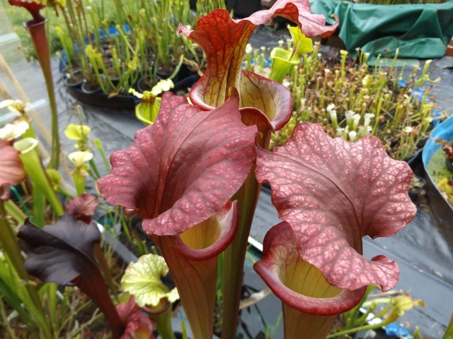 2023 SEED CROSS SAXAPAHAW X ELLIE WANG sarracenia carnivorous plant ...