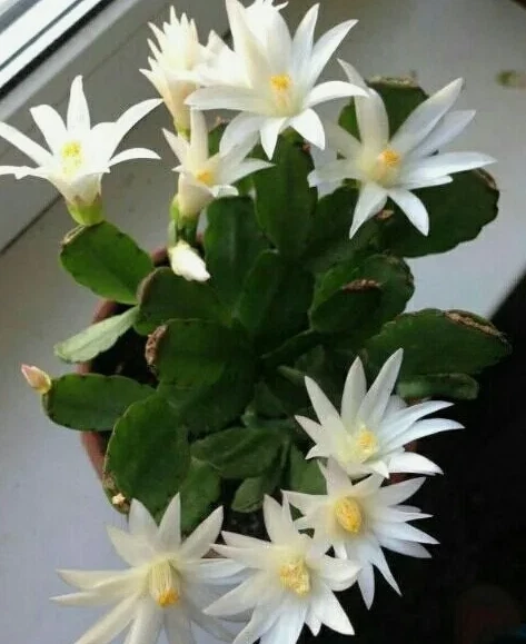 RHIPSALIDOPSIS BLANC. DEUX boutures fraîchement coupées SANS RACINES ...