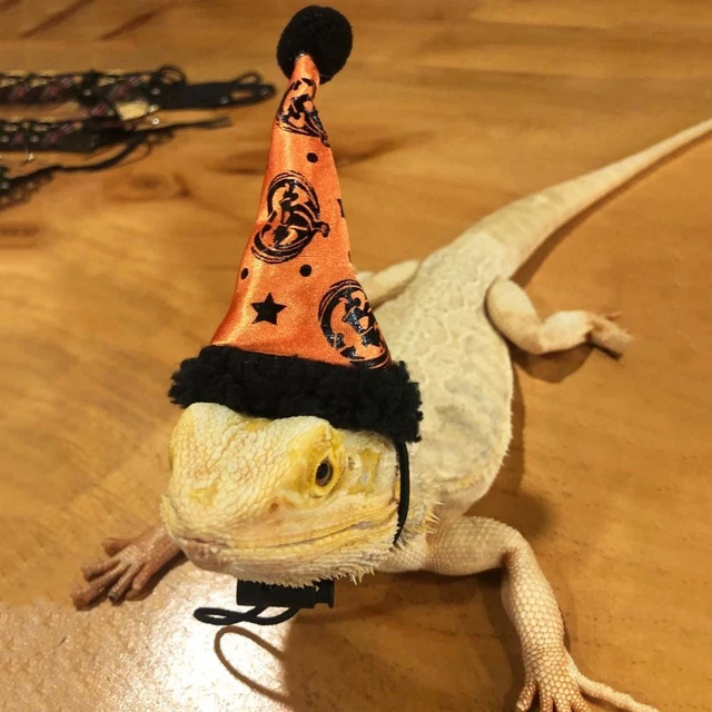 PUMPKIN PATTERN BEARDED Dragon Hats Lizard Costume for Lizard Hamster ...