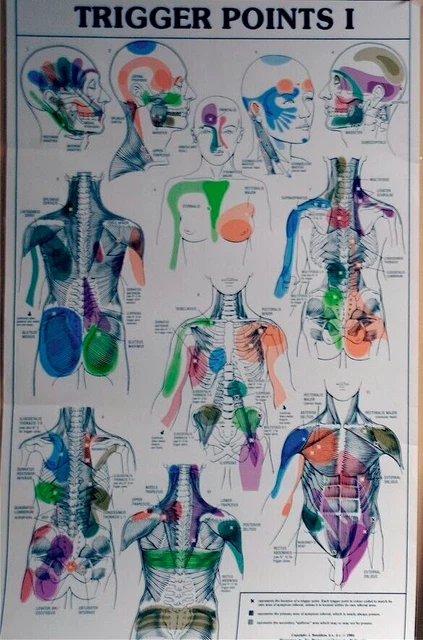 TRIGGER POINTS CHART - Head & Torso - Laminated $29.50 - PicClick