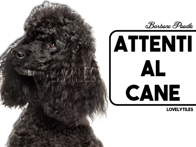 BARBONE POODLE CARTELLO Targa Attenti Al Cane Pvc Dog EUR 10,00 ...