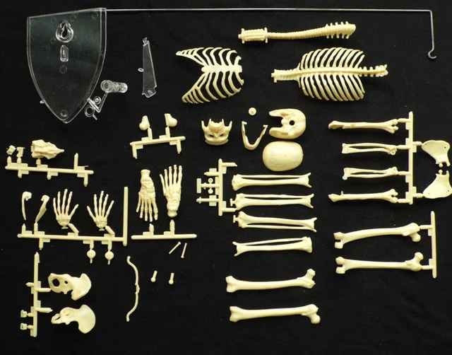 VINTAGE AIRFIX SKELETON MODEL KIT 1/6 Scale Complete £45.00 - PicClick UK