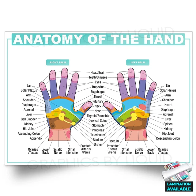MUSCULAR SYSTEM HUMAN Anatomy Chart Muscular Human Heart System Print ... MUSCULAR SYSTEM HUMAN Anatomy Chart Muscular Human Heart System Print ...