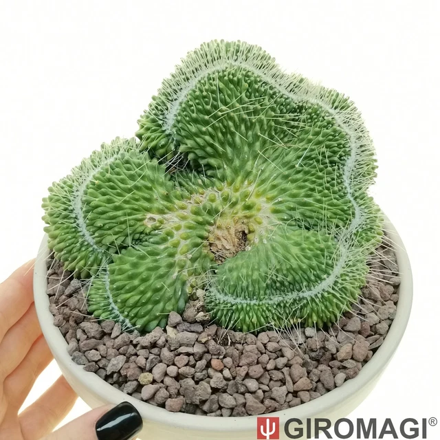 MAMMILLARIA SPINOSISSIMA CV. Un Pico f. crested マミラリア POTØ15cm ...