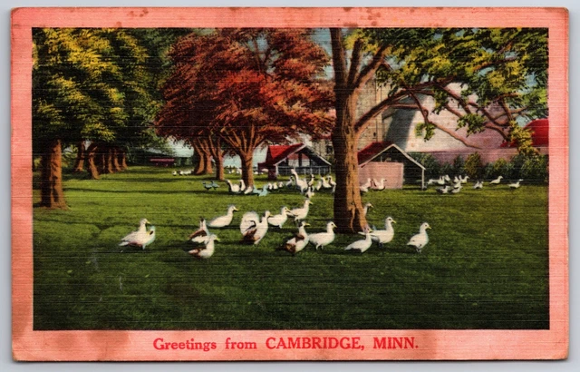 CAMBRIDGE MINNESOTA~THESE YOUR Ducks?~Scurrying Geese Farm Scene~1950s ...