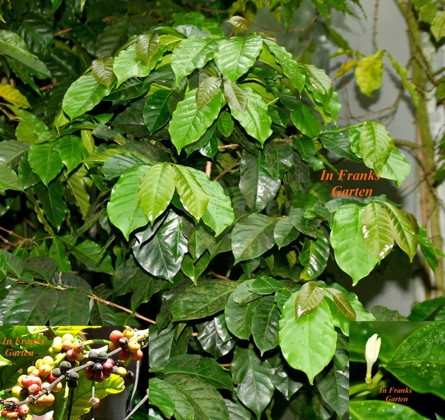 COFFEA ARÁBICA, ÁRBOL de café, arbusto de café, grano de café, café de ...