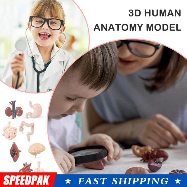 ANATOMICAL HUMAN BODY Model Anatomy Internal Organ Model Teaching Mold ...