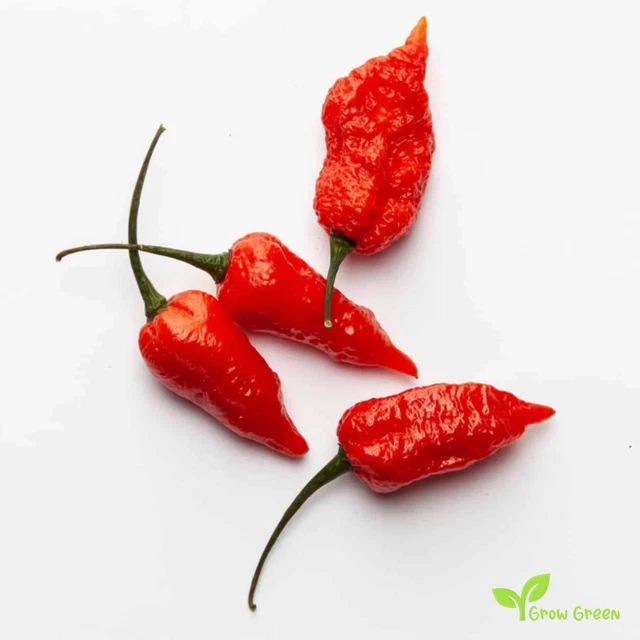 10 NAGA MORICH Chilli seeds - CAPSICUM CHINENSE - PEPPER + 5 seeds ...