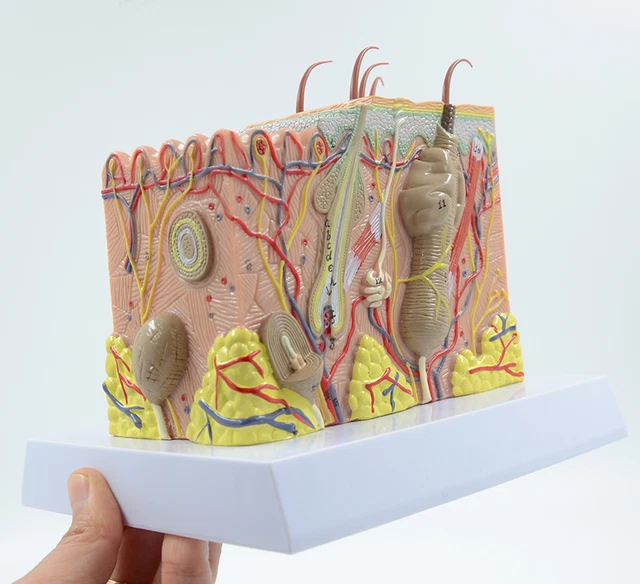 ENLARGED HUMAN SKIN Structure Model Hair Layer Structure Anatomical ...