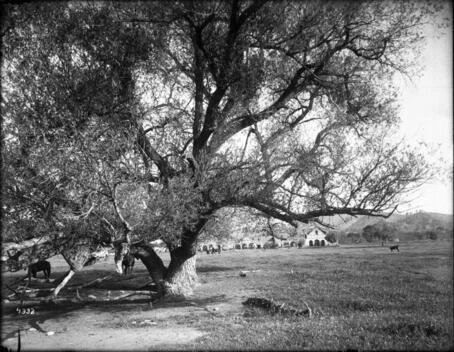 TREES OF MISSION San Antonio De Padua 1906 California - Old Photo EUR 5 ...