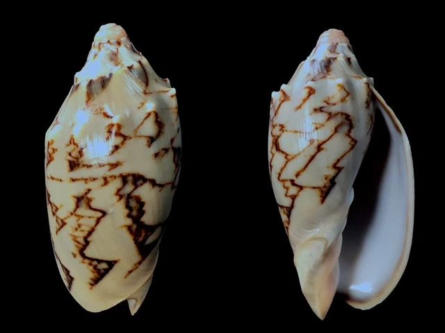 VOLUTIDAE, CYMBIOLA VESPERTILIO, Mindanao, Philippines, 62,8 mm ...