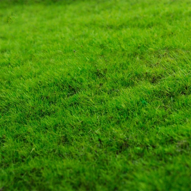 D COUVREZ LA BEAUT du mini jardinage avec notre tapis herbe architectural 20* EUR 9,44 - PicClick FR