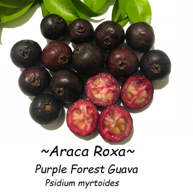 ~ARACA ROXA~ PURPLE FOREST GUAVA Fruit Tree Psidium myrtoides Potd ...