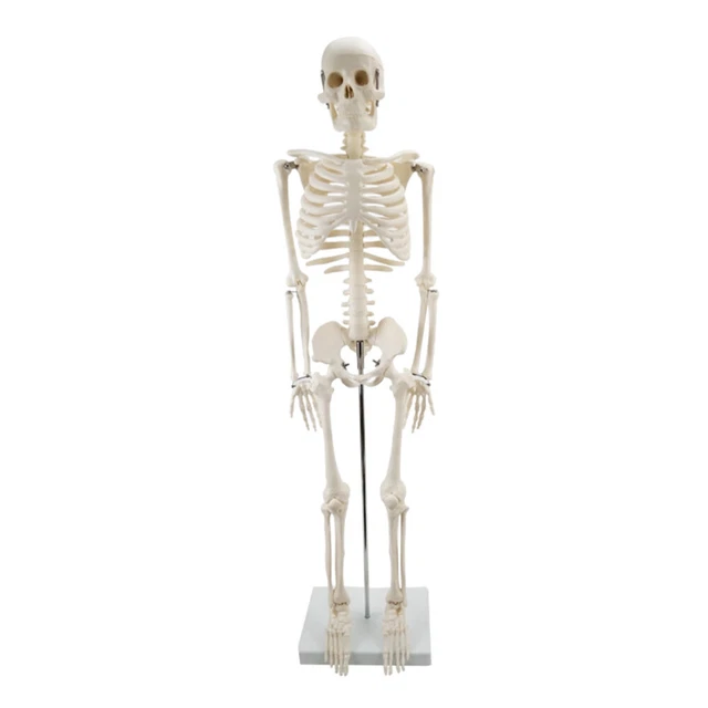 SKELETAL SYSTEM MODEL Anatomy Skeleton Model Simulation Skeleton Model ...