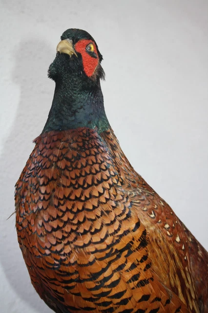 TIERPRÄPARAT FASAN, FASANENHAHN, Jagdfasan, Hahn, Jagd Trophäe, Deko ...