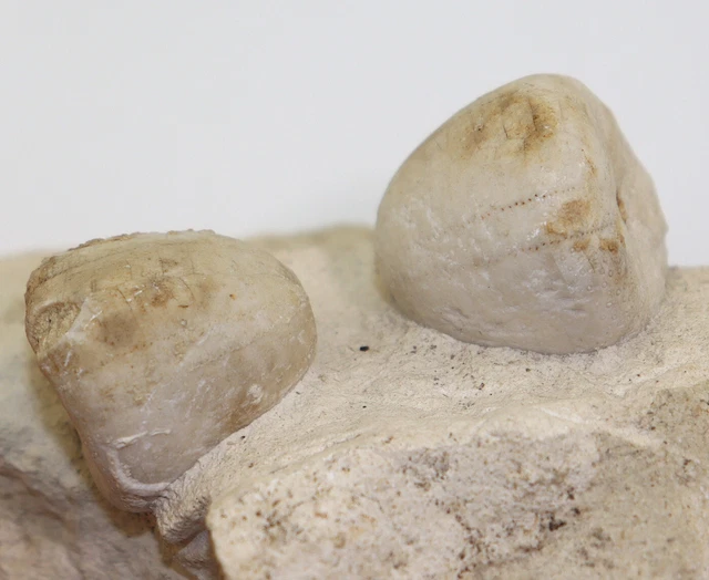 SEEIGEL, CONULUS SUBROTUNDUS, Kreide, Turon, Wüllen bei Ahaus ...