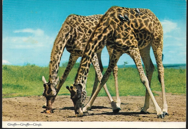 ANIMAL - GIRAFFE - John Hinde's African series (2AF117) - postcard c ...