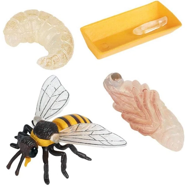 PACK OF 4 Insect Figurines Life Cycle of Realistic Insects Figure A6K4 ...