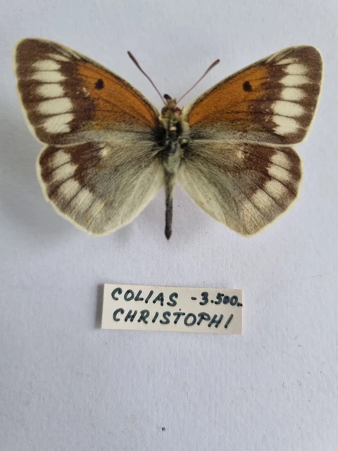 Schmetterlinge, Insekten, Welt der Tiere, Sammeln & Seltenes - PicClick DE