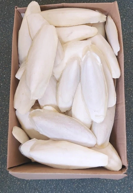 1 KG CUTTLEFISH Bone Whole& Broken 4-7" Tortoises Reptiles Birds Snails ...
