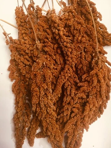 FRENCH RED MILLET Sprays 1kg Budgies Finches Parakeets FREE DELIVERY £ ...