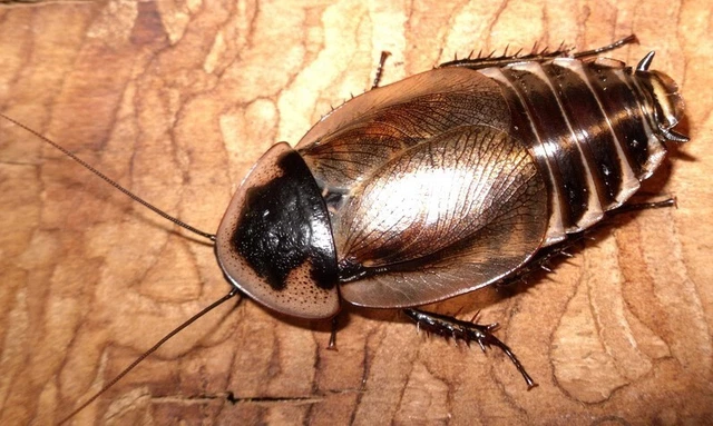 CUBAN STRIPED BURROWING Roaches - Byrsotria cabrerai. 10ct. mixed nymphs EUR 36,92 - PicClick FR