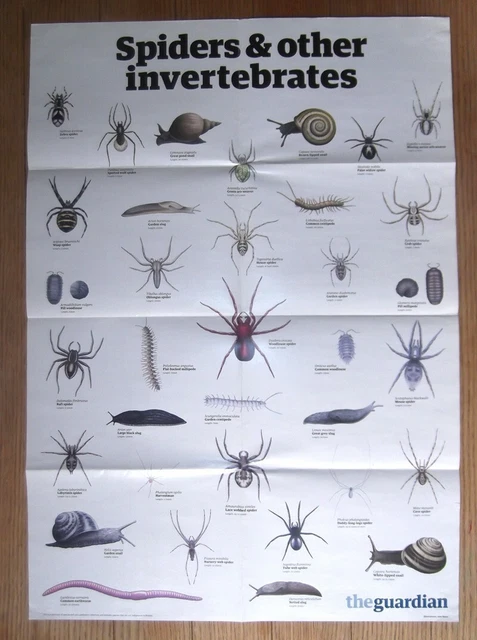 THE GUARDIAN WALLCHART wall chart poster A1 Spiders & Other ...