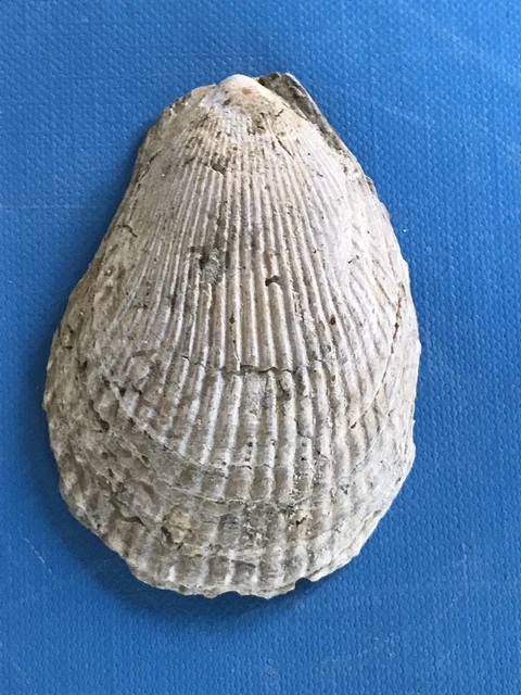 LIMA RARA Fossile Shell BIVALVES Lutetien Bassin Parisien EUR 4,00 ...
